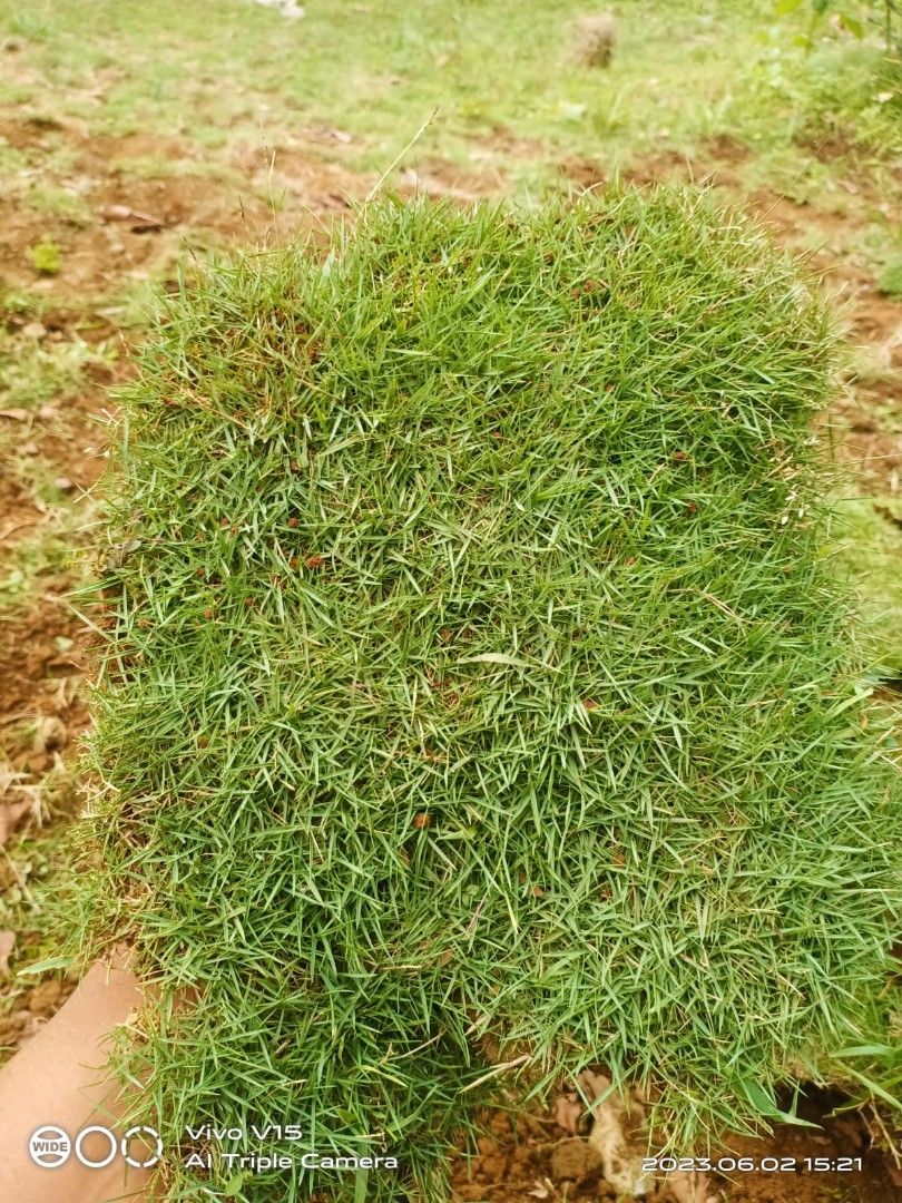 Rumput jepang best quality, Perkebunan di Carousell
