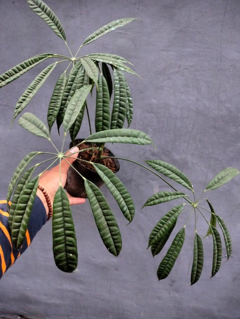 Schefflera Albido Bracteata, Furniture & Home Living, Gardening, Plants ...