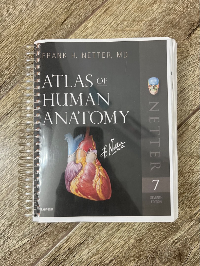 Atlas of Human Anatomy by Netter 7th Edition (Coil Bind), Hobbies ...