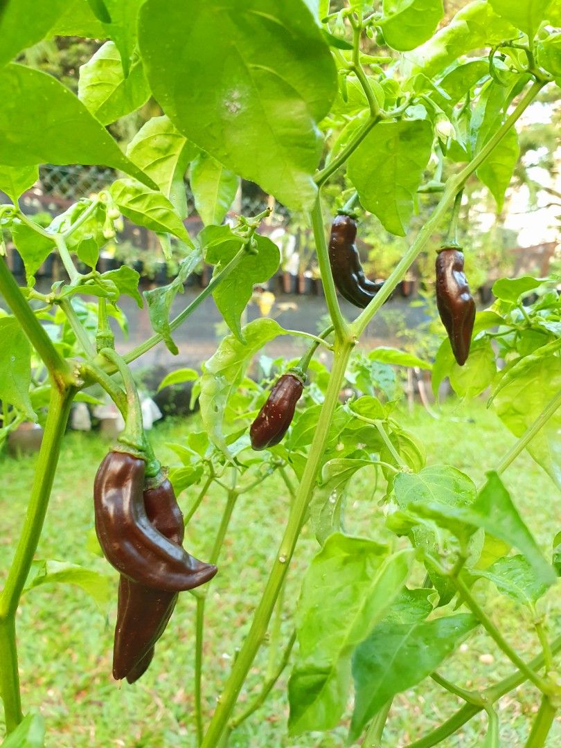 Brown Fatalii chilli (10+ seeds), Furniture & Home Living, Gardening ...