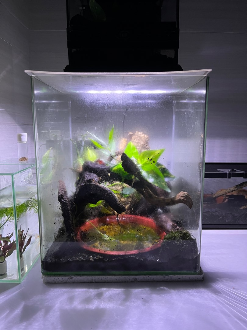 Fish tank, Pet Supplies, Homes & Other Pet Accessories on Carousell