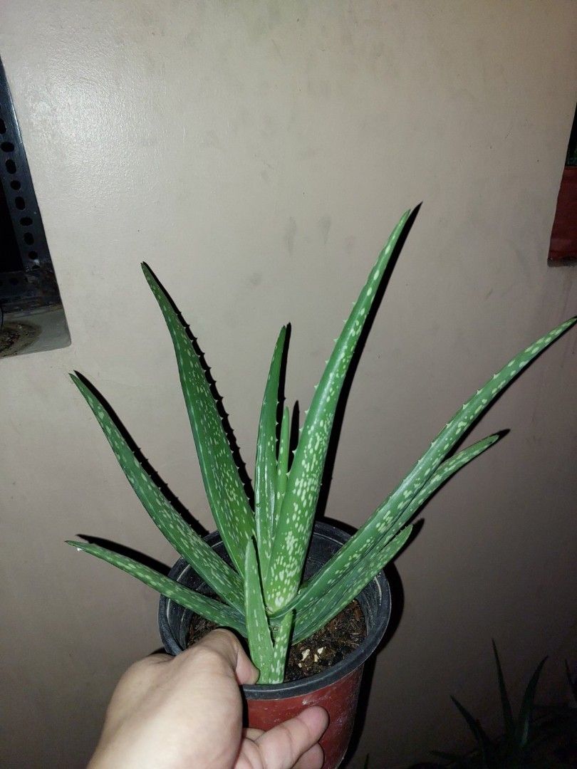 For sale Aloe vera in Quezon City, Furniture & Home Living, Gardening, Plants & Seeds on Carousell