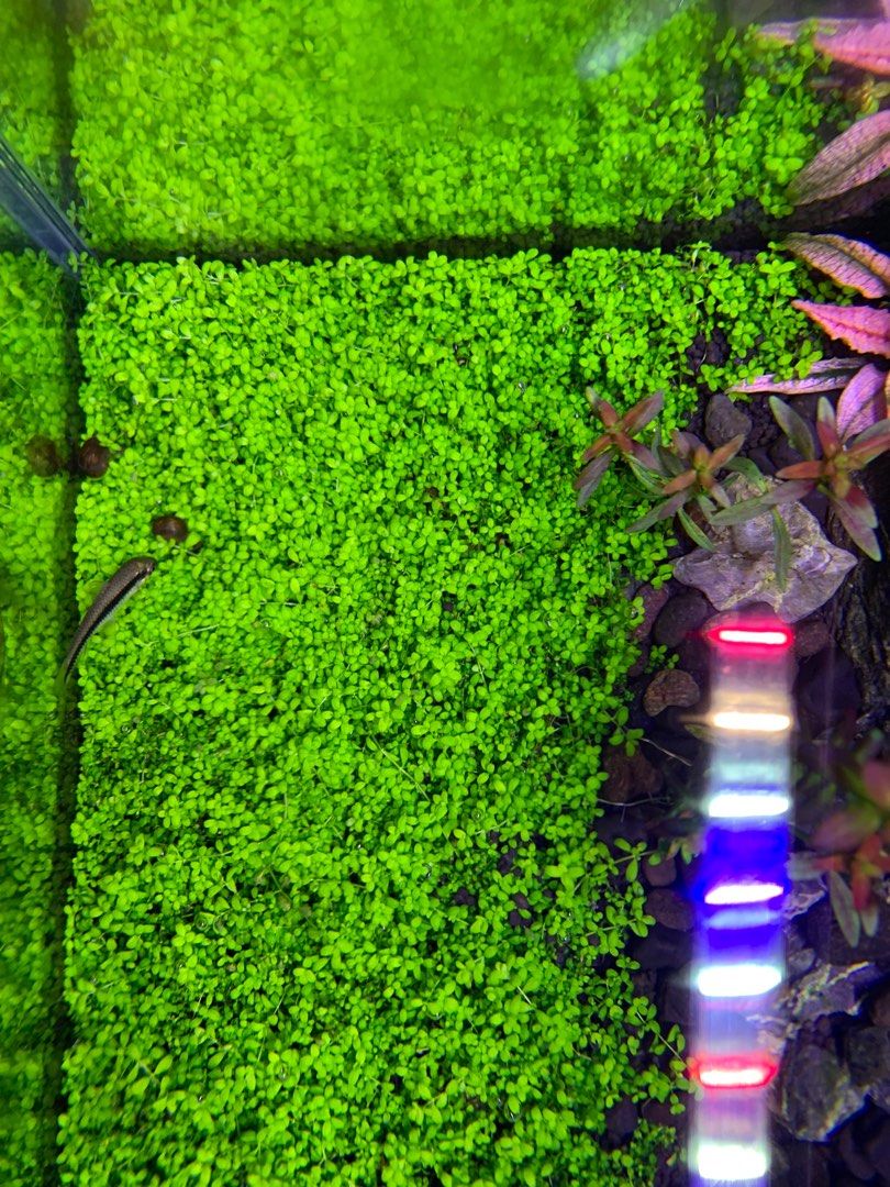 HC Cuba (Hemianthus callitrichoides) Submersed, Furniture & Home Living ...