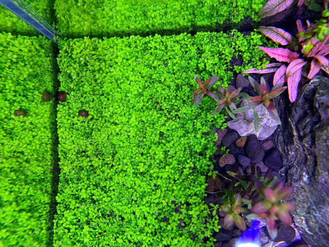 HC Cuba (Hemianthus callitrichoides) Submersed, Furniture & Home Living ...