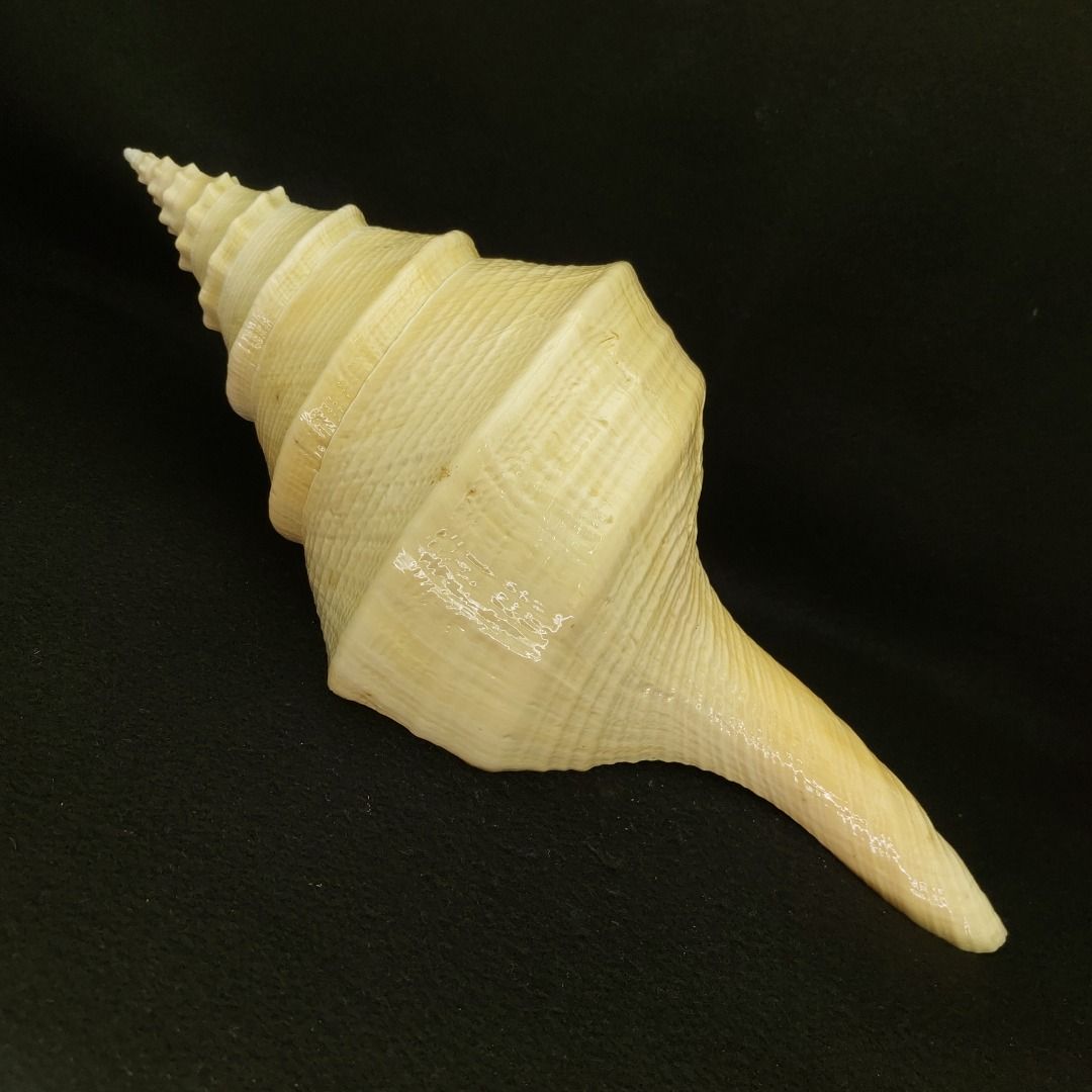 Extraordinary Impressive Display and Collectible Seashell, Syrinx ...