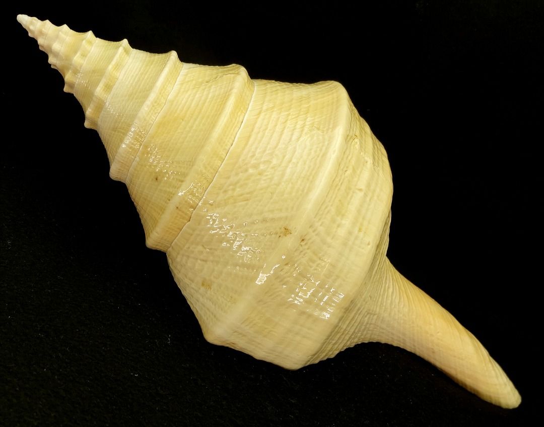 Extraordinary Impressive Display and Collectible Seashell, Syrinx ...