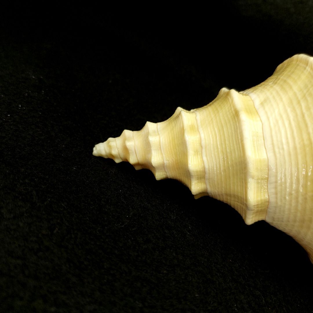 Extraordinary Impressive Display and Collectible Seashell, Syrinx ...