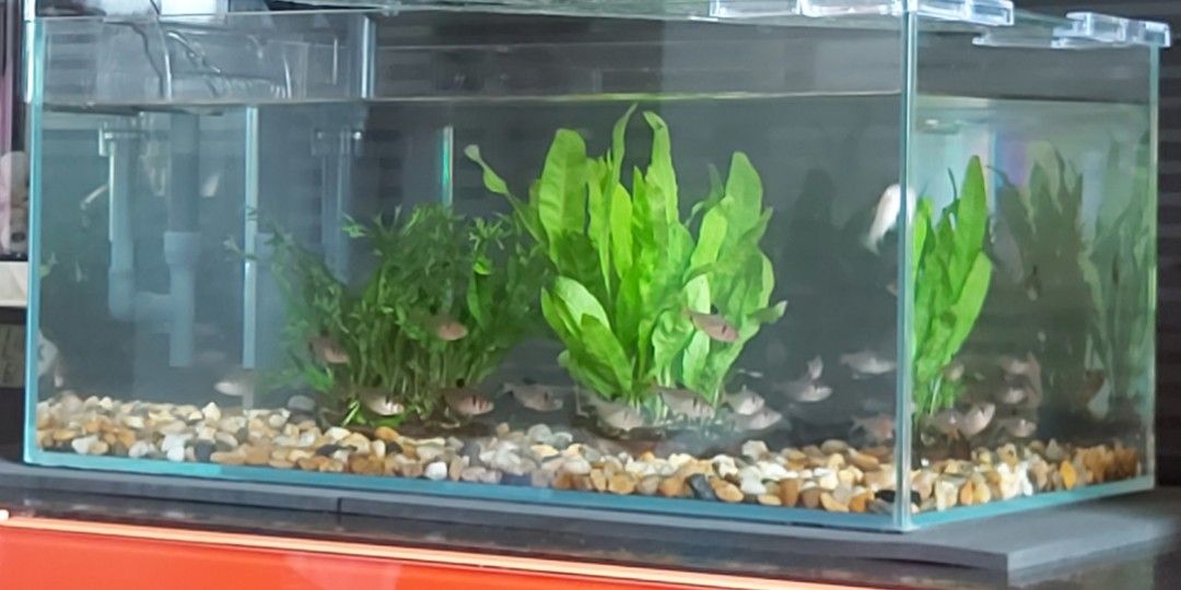 Low profile shallow crystal clear fish tank set 60 x 30 x 20.5, Pet ...