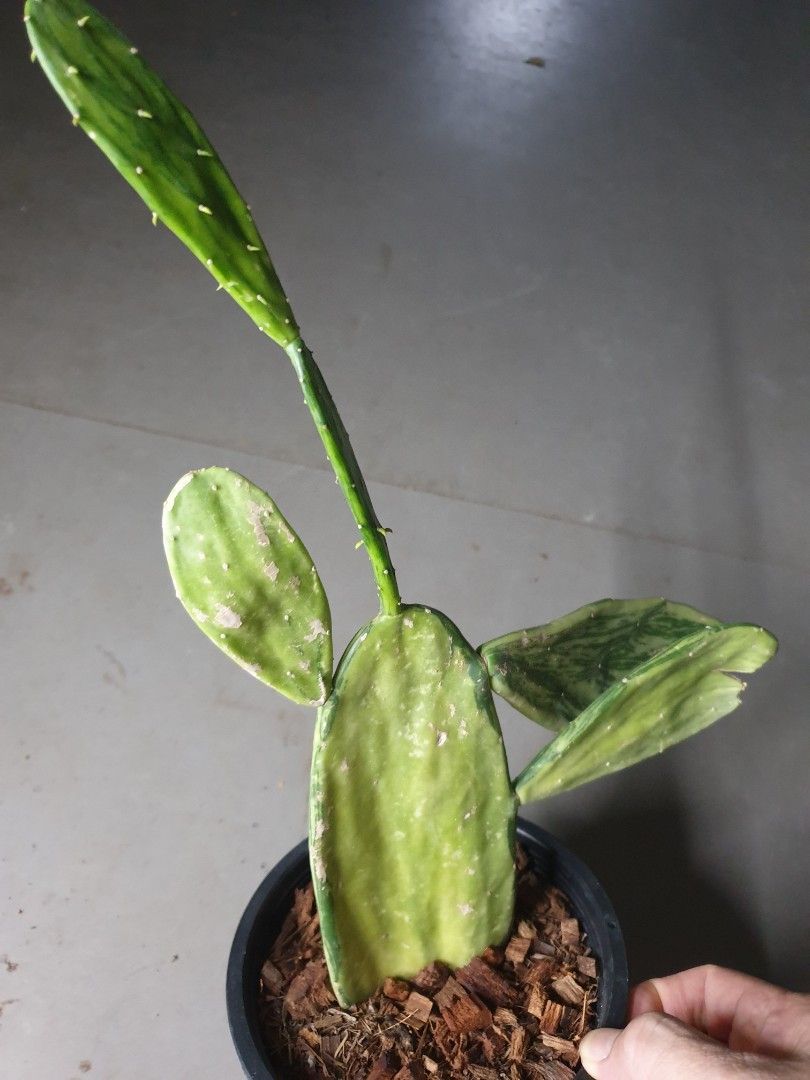 Nopalea Cochenillefera Nopal Cactus Auera Gold Variegated, Furniture ...