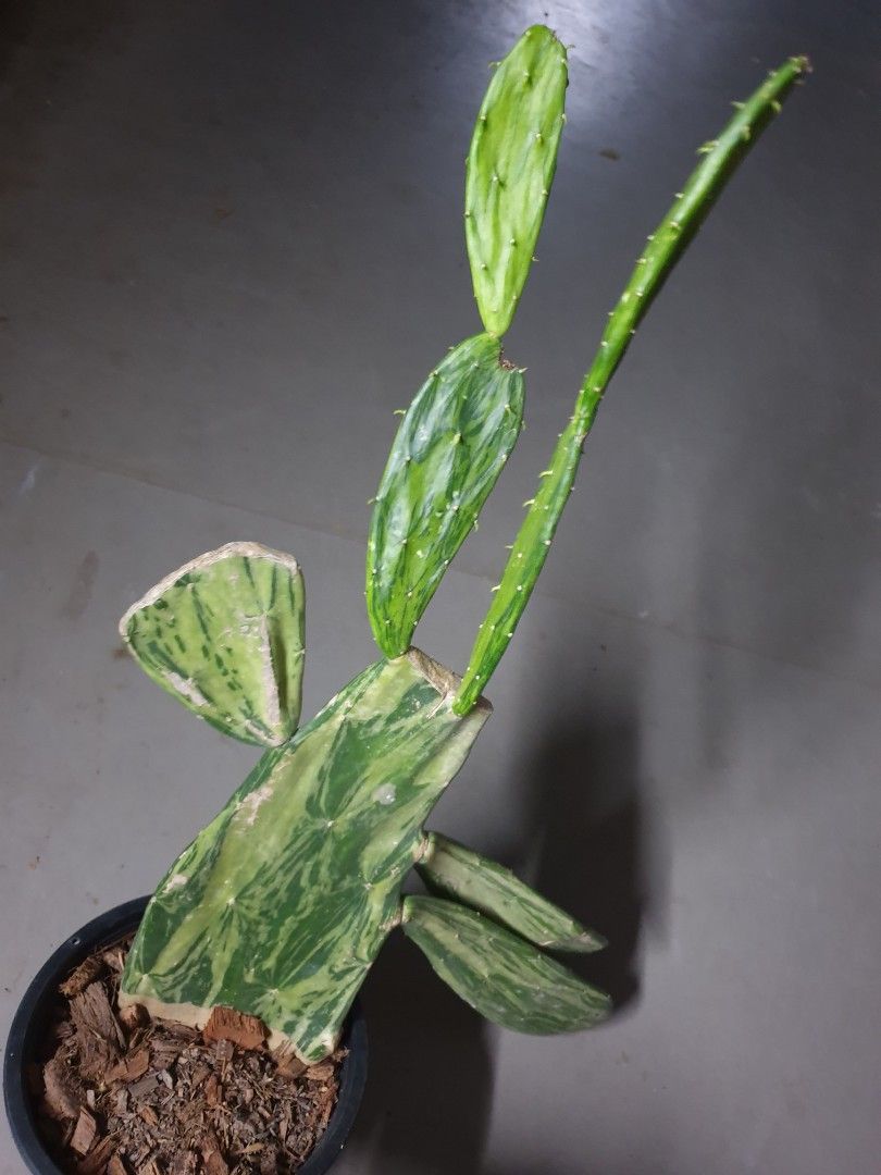 Nopalea Cochenillefera Nopal Cactus Auera Gold Variegated, Furniture ...