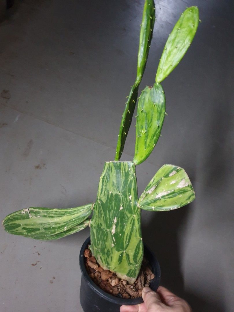 Nopalea Cochenillefera Nopal Cactus Auera Gold Variegated, Furniture ...