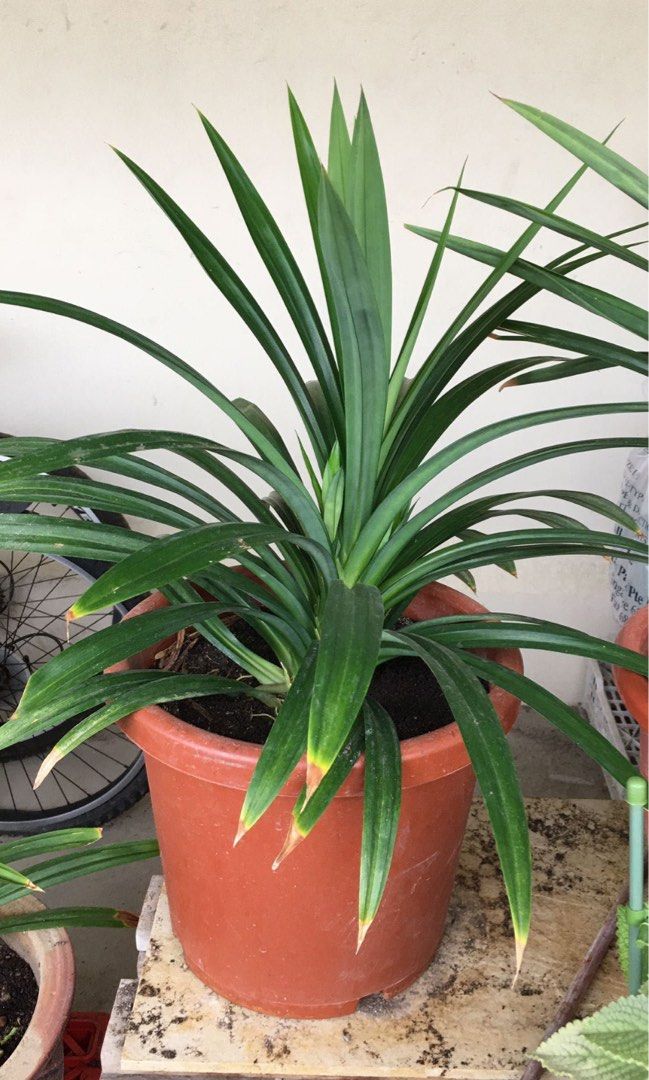 Pandan in a Pot, Furniture & Home Living, Gardening, Plants & Seeds on ...