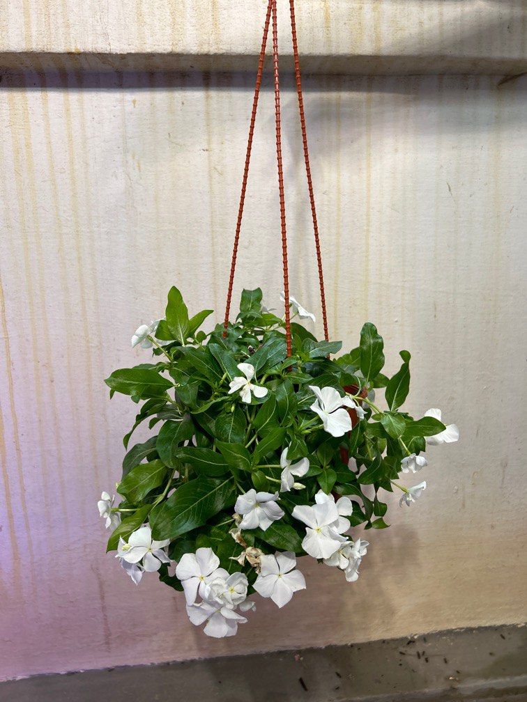 Periwinkle hanging flowering plant . $10 each, Furniture & Home Living ...