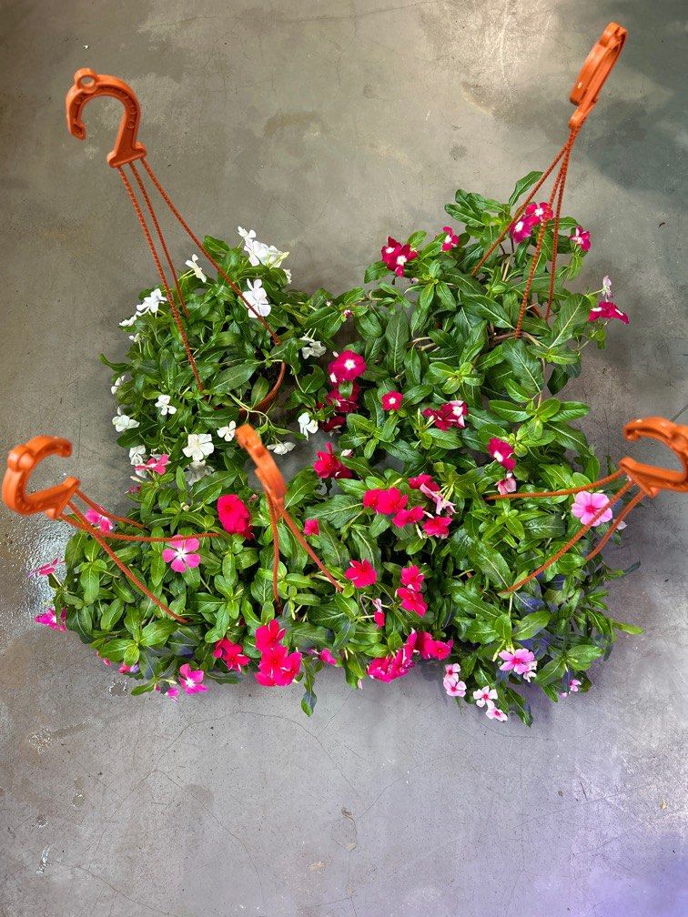 Periwinkle hanging flowering plant . $10 each, Furniture & Home Living ...