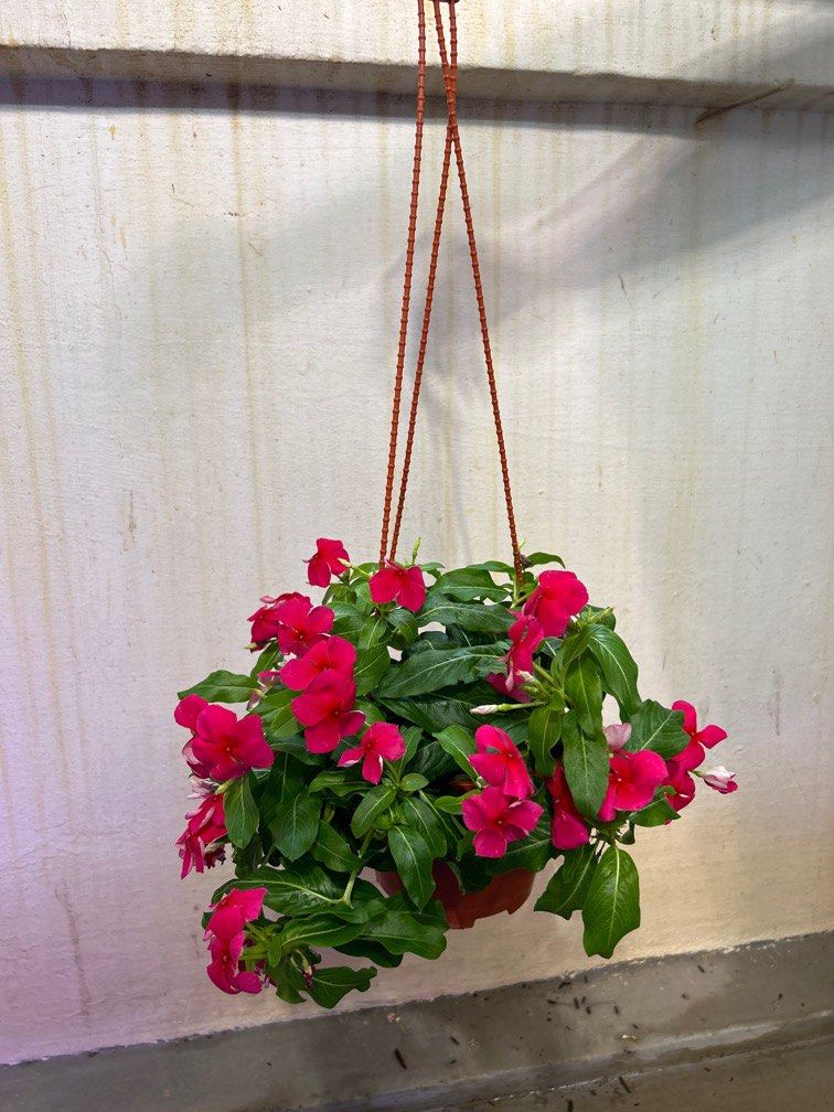 Periwinkle hanging flowering plant . $10 each, Furniture & Home Living ...