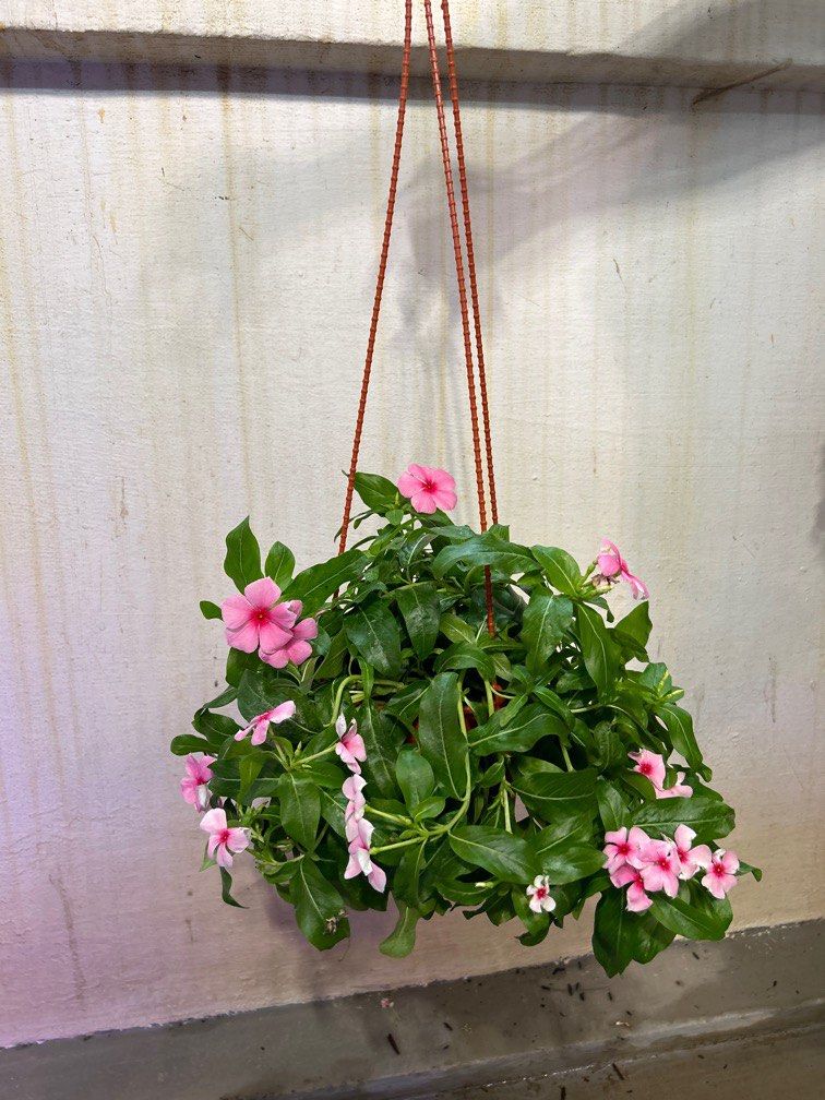 Periwinkle hanging flowering plant . $10 each, Furniture & Home Living ...