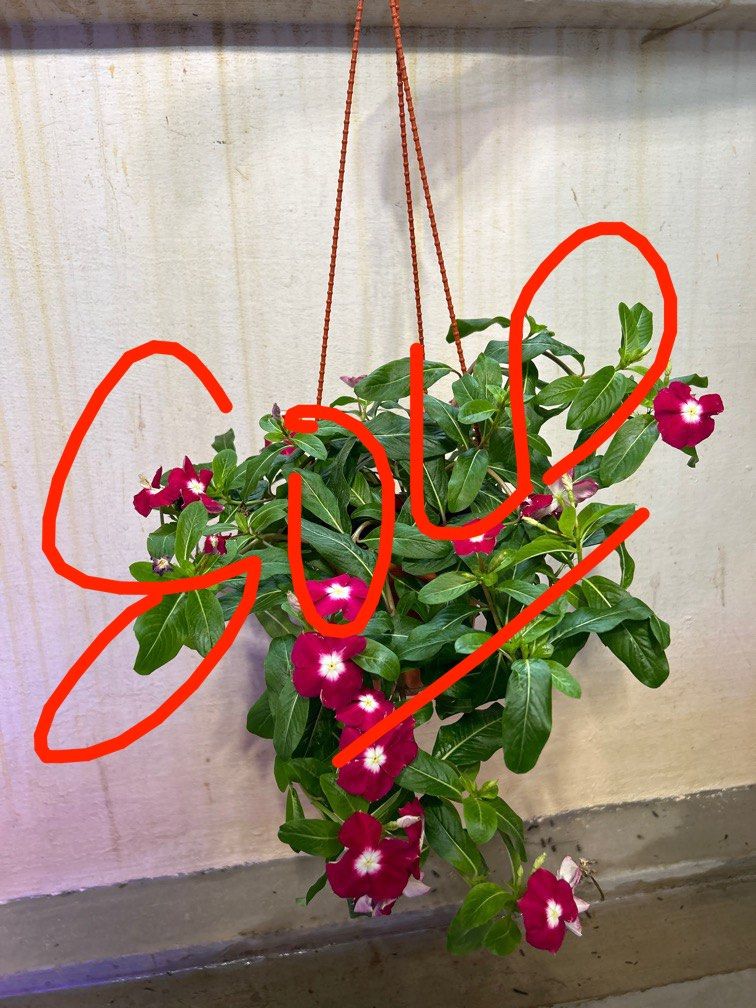 Periwinkle hanging flowering plant . $10 each, Furniture & Home Living ...