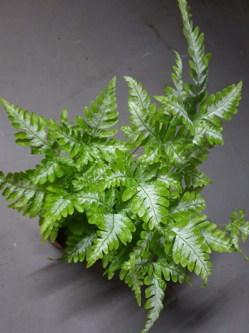 Pteris Parkeri Silver Ribbon Albo White Variegated Fern, Furniture ...