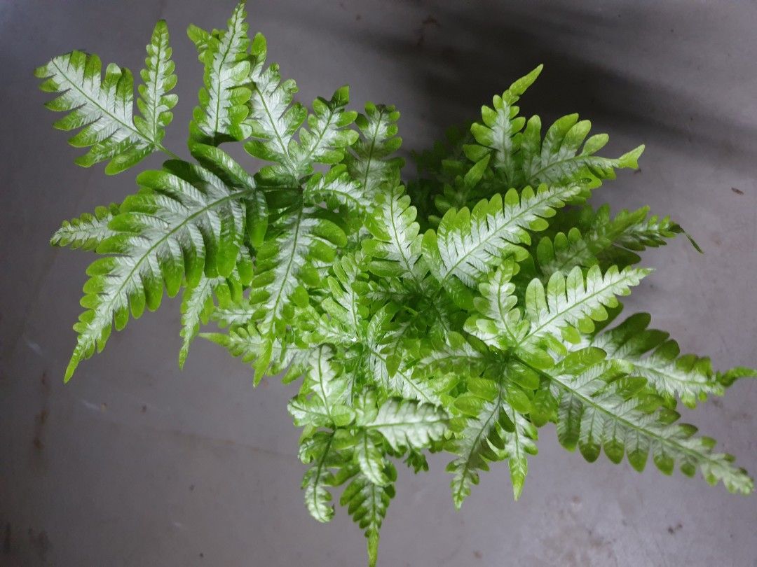 Pteris Parkeri Silver Ribbon Albo White Variegated Fern, Furniture ...