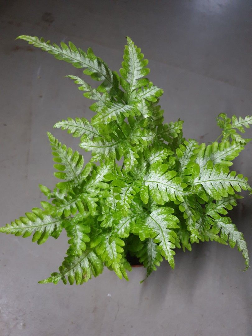 Pteris Parkeri Silver Ribbon Albo White Variegated Fern, Furniture ...