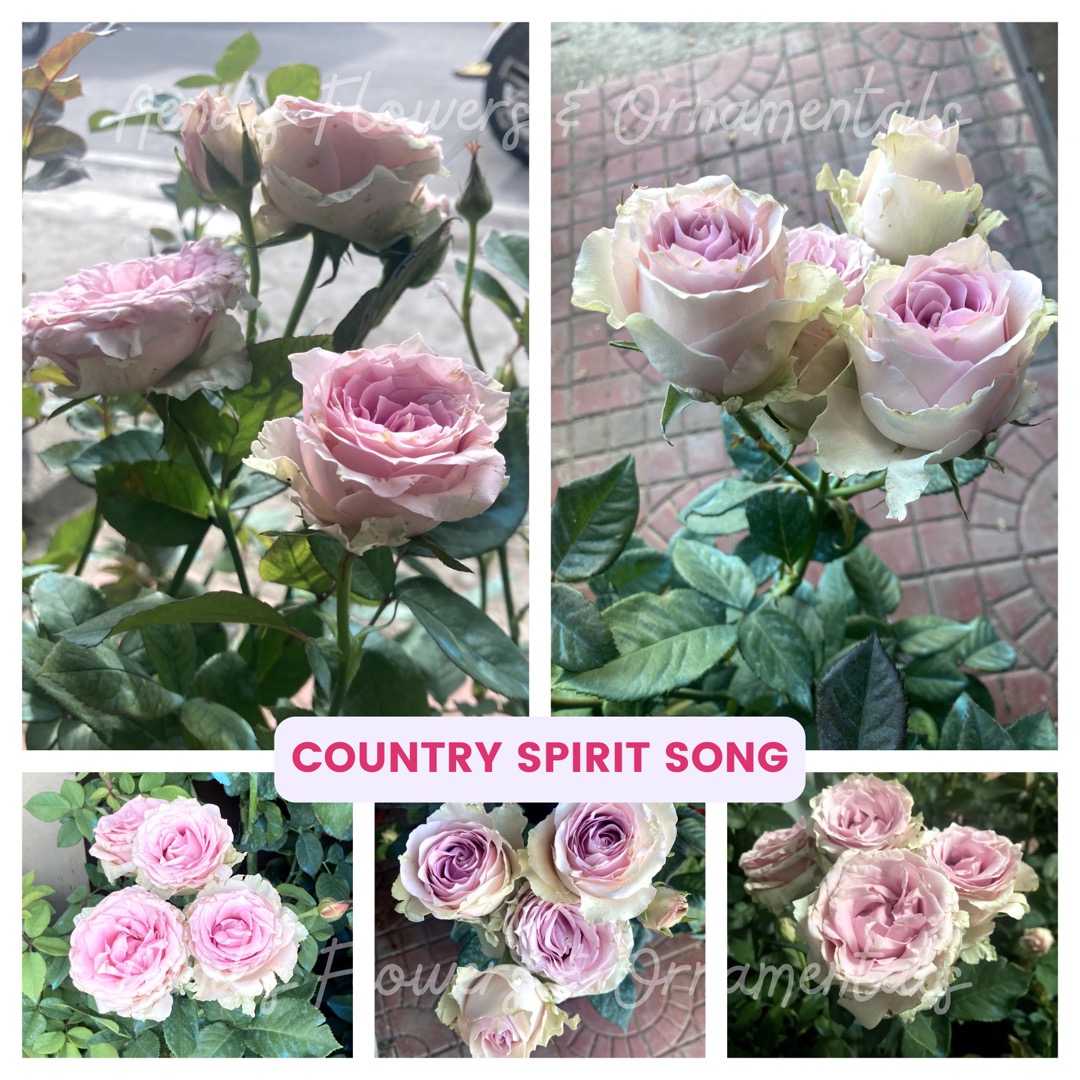 Rosa 'Country Spirit Song' (Live Rose Plant) on Carousell