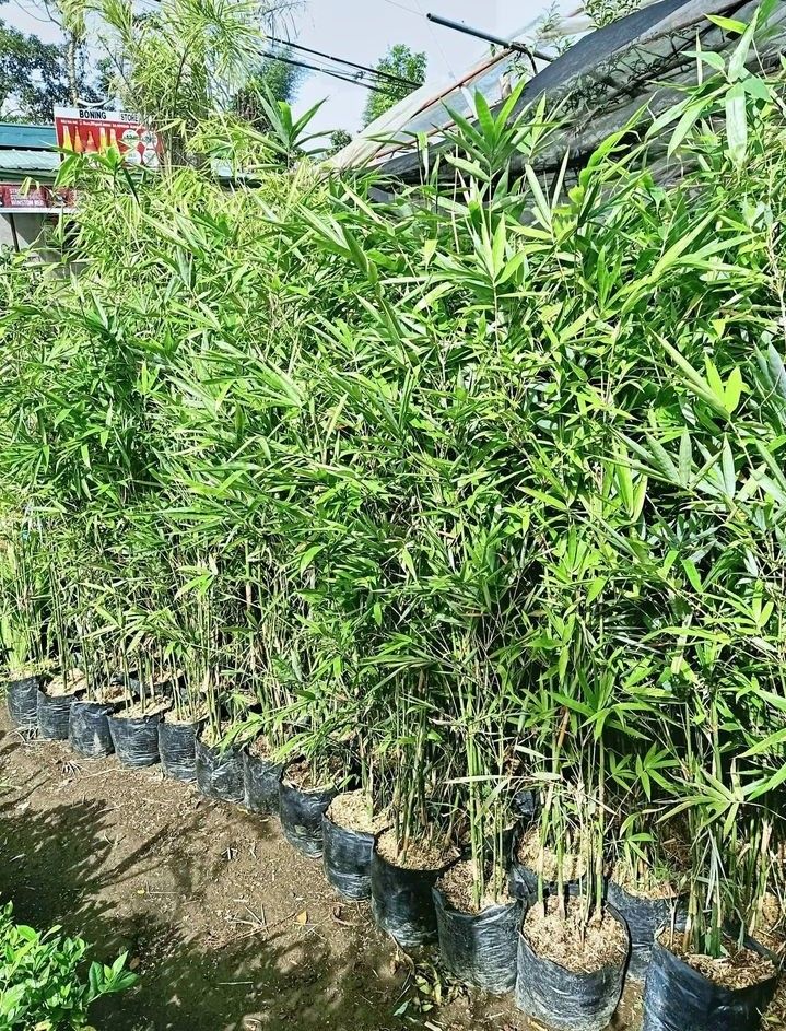 thai bamboo, Furniture & Home Living, Gardening, Plants & Seeds on ...