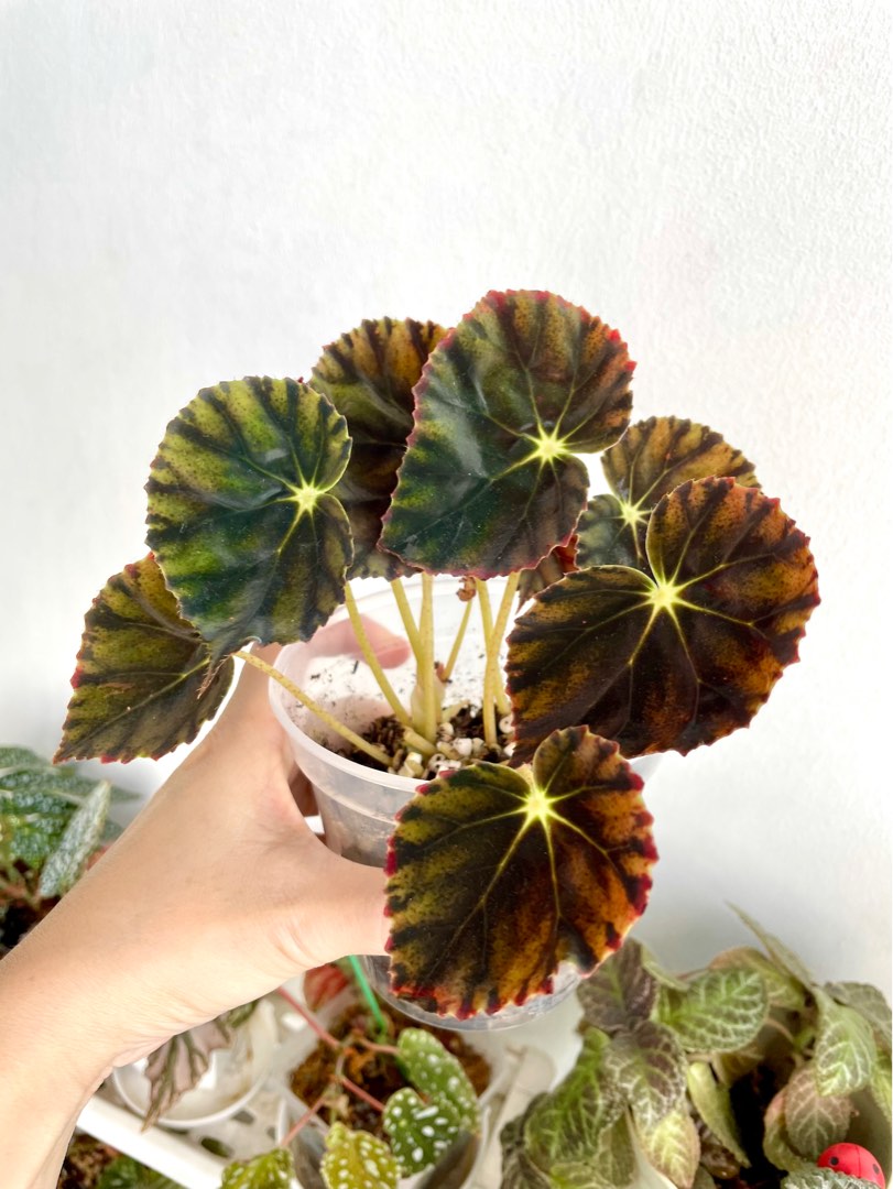 Begonia Mazae Nigerians, Furniture & Home Living, Gardening, Plants ...
