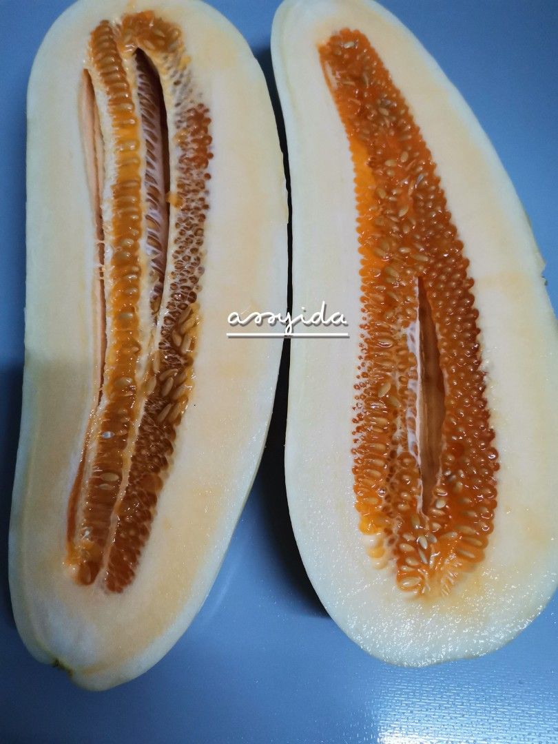 BENIH TIMUN BETIK / TIMUN SURI / TIMUN SUSU, Everything Else, Others on ...