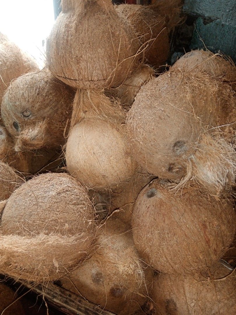 Coconut (Niyog) on Carousell