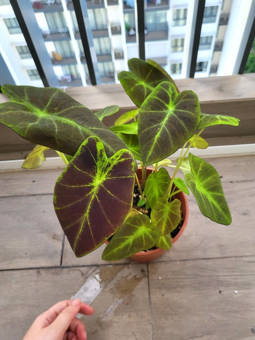 Colocasia illustris, Furniture & Home Living, Gardening, Plants & Seeds ...