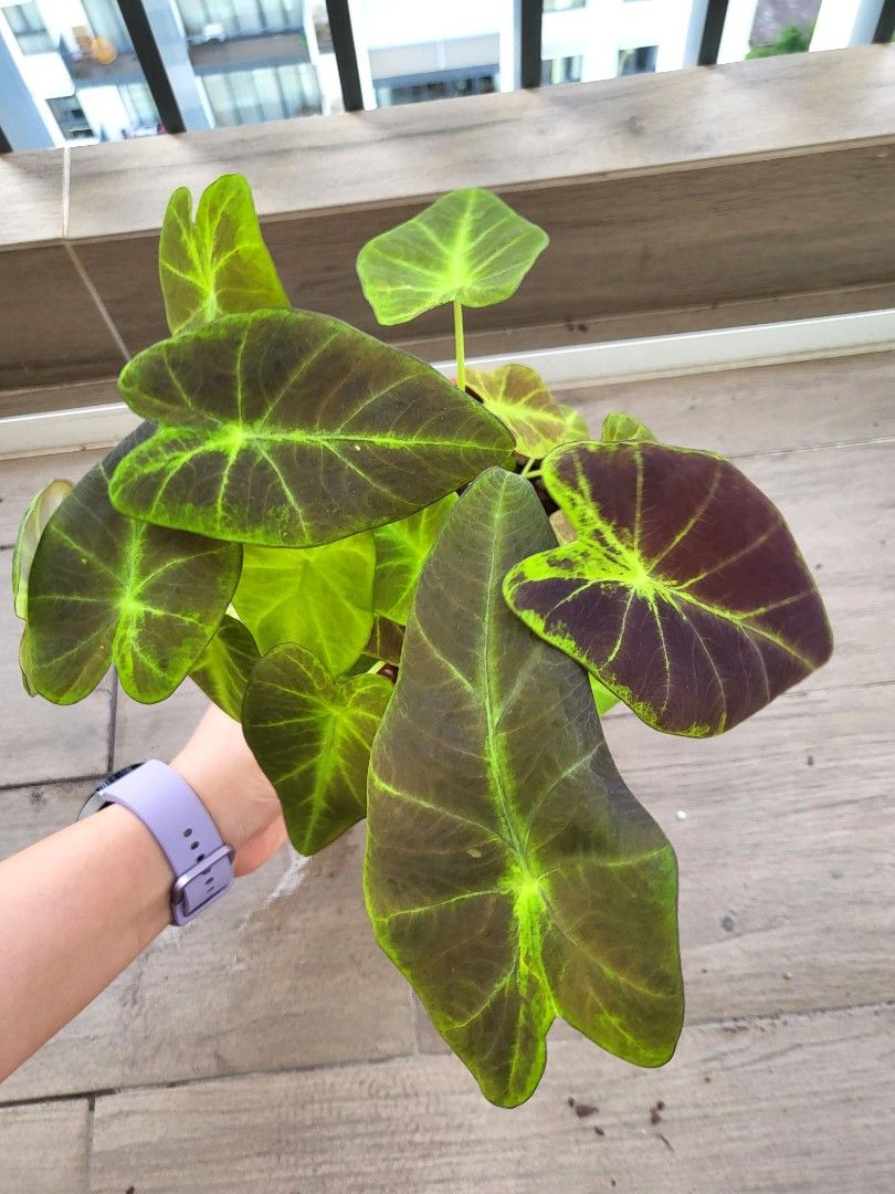 Colocasia illustris, Furniture & Home Living, Gardening, Plants & Seeds ...