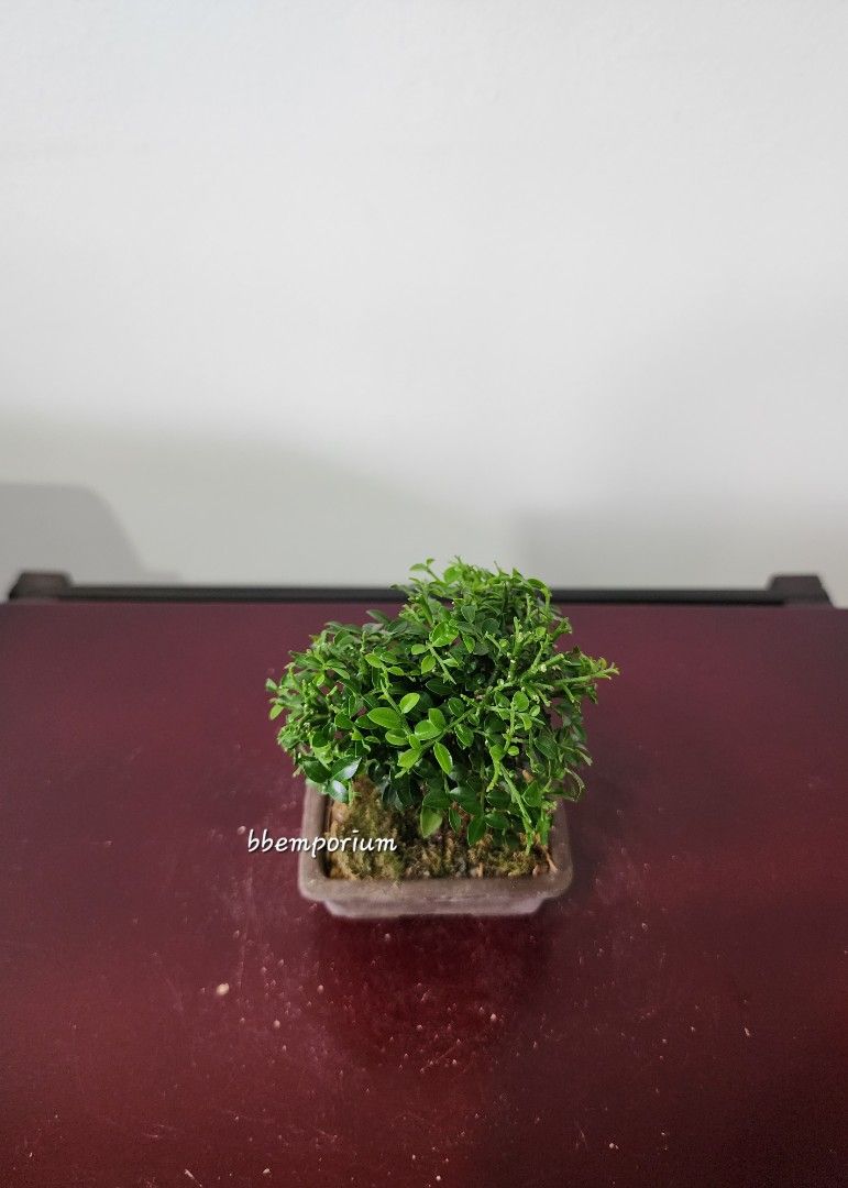 Dwarf Murraya Kamini 9-4, Furniture & Home Living, Gardening, Plants ...