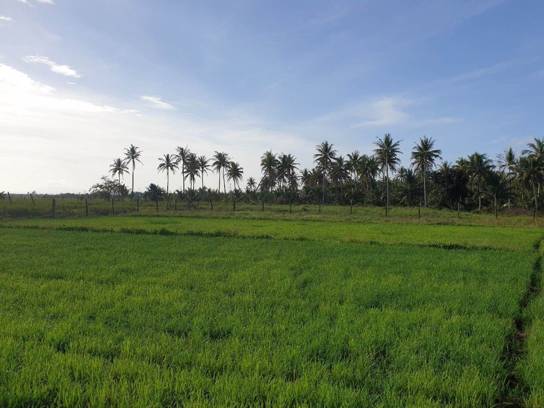 Farm Land /@ libmanan Camarines Sur., Property, For Sale, Lot on Carousell