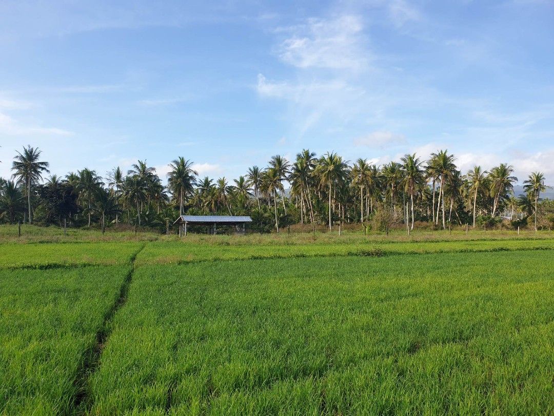 Farm Land /@ libmanan Camarines Sur., Property, For Sale, Lot on Carousell