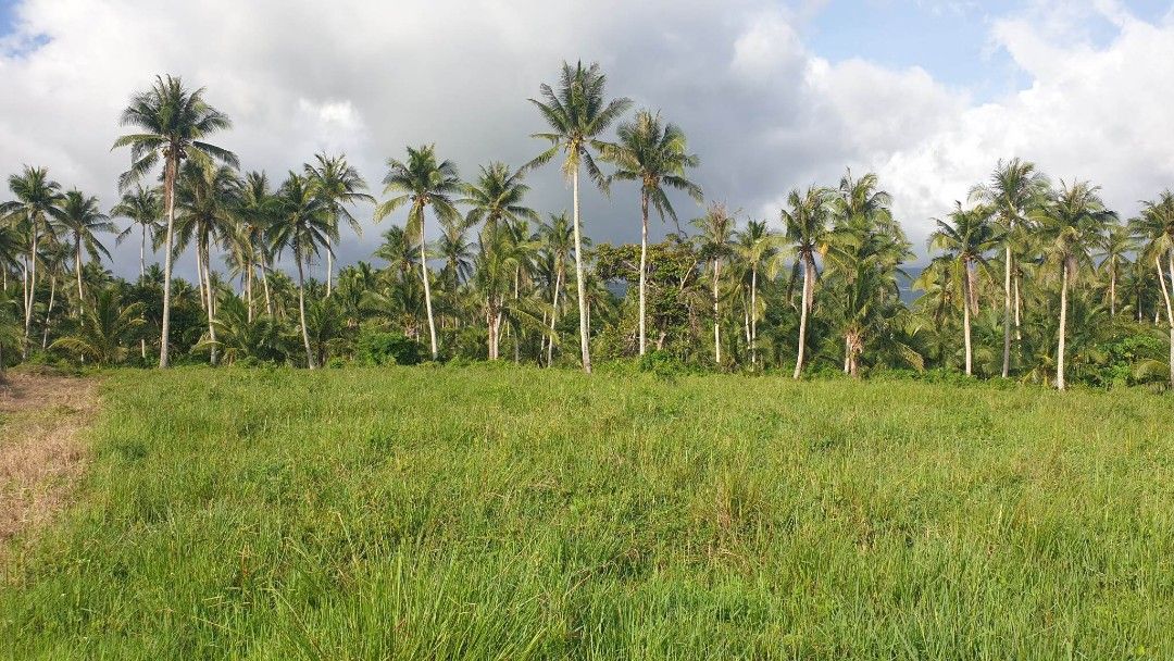Farm Land /@ libmanan Camarines Sur., Property, For Sale, Lot on Carousell