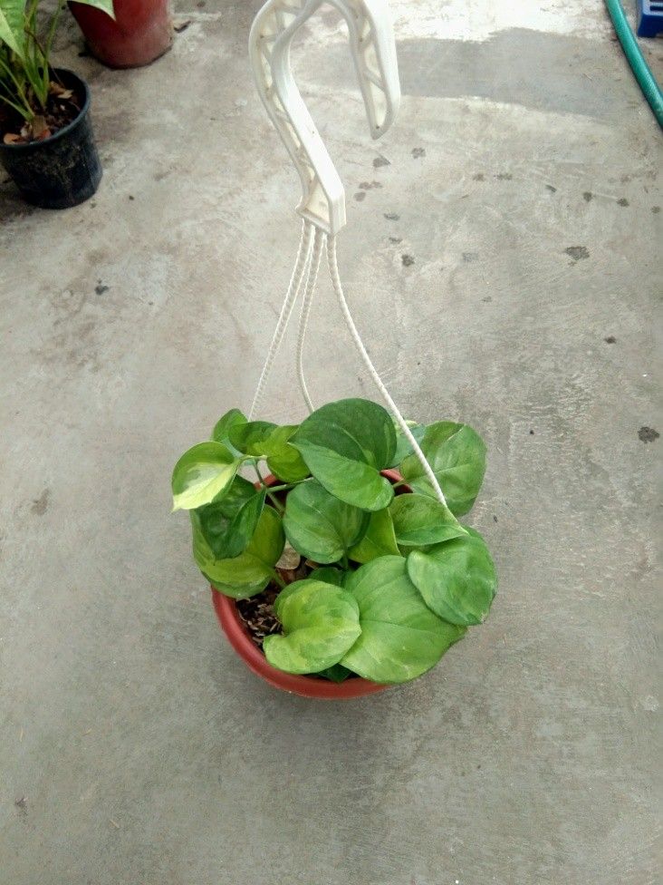 Manjula Mint on Carousell