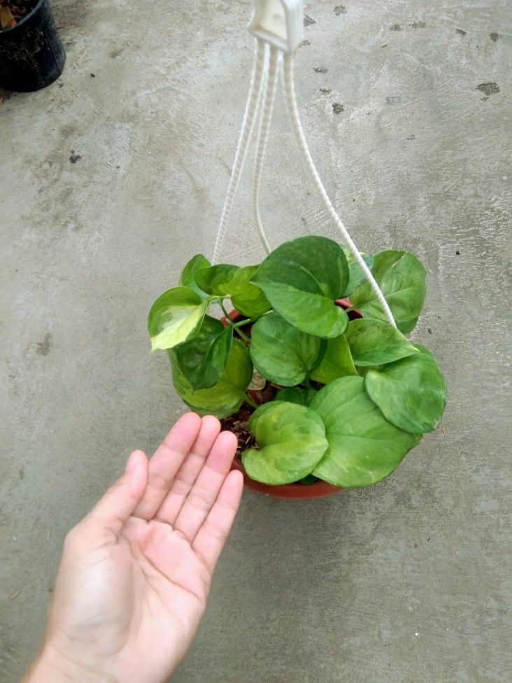 Manjula Mint on Carousell