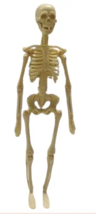 Plastic Skeleton Toy Learning DIY, Hobbies & Toys, Toys & Games on ...