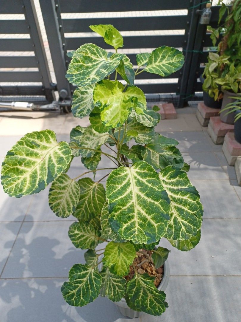 Polyscias Balfouriana Variegated | Balfour Aralia, Furniture & Home ...