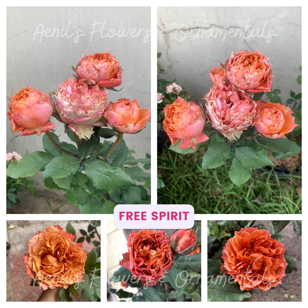 Rosa 'Free Spirit' (Live Rose Plant), Furniture & Home Living ...