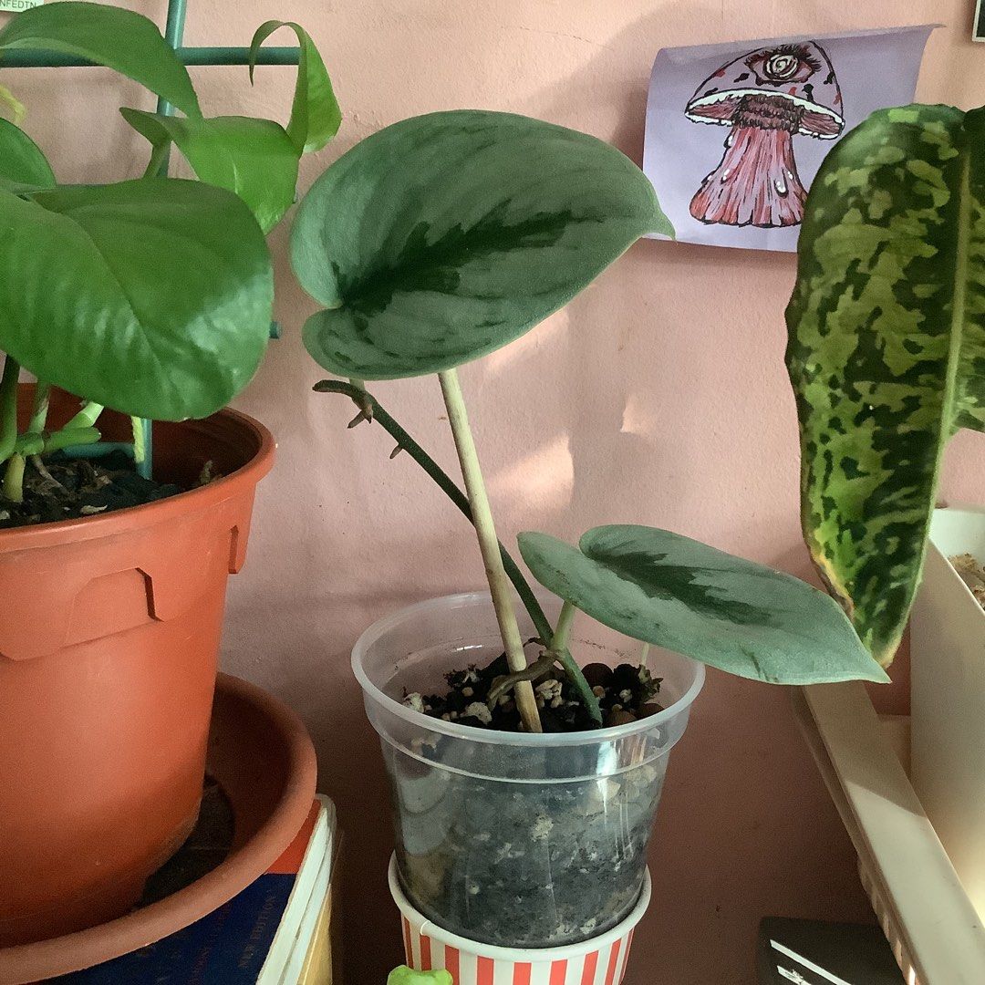 Scindapsus Platinum, Furniture & Home Living, Gardening, Plants & Seeds ...
