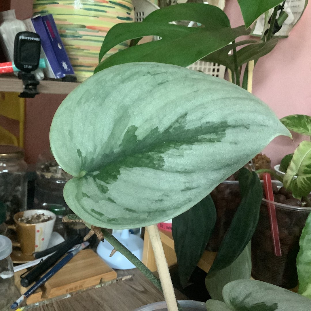 Scindapsus Platinum, Furniture & Home Living, Gardening, Plants & Seeds ...