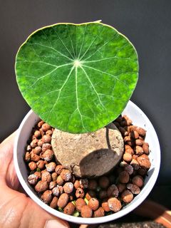 Rare Variegated Stephania Erecta - Large size, Furniture & Home Living ...