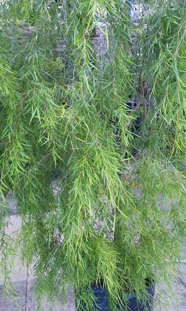 Willow Tree / Salix Babylonica 7ft ($128/$238/$288/388), Furniture ...