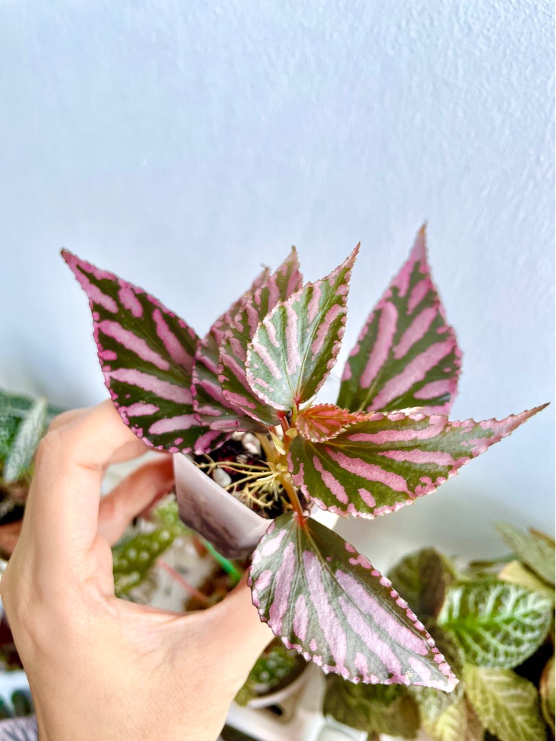 Begonia Julau (Bushy), Furniture & Home Living, Gardening, Plants ...