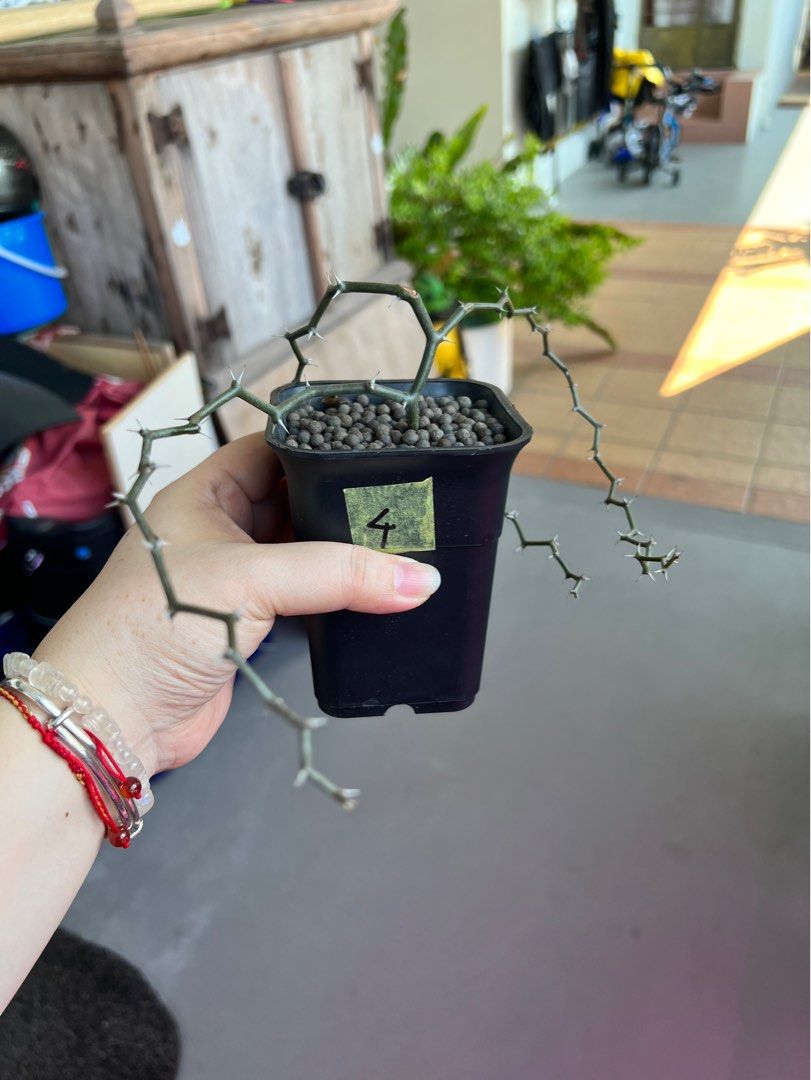 Decaryia madagascariensis, Furniture & Home Living, Gardening, Plants & Seeds on Carousell