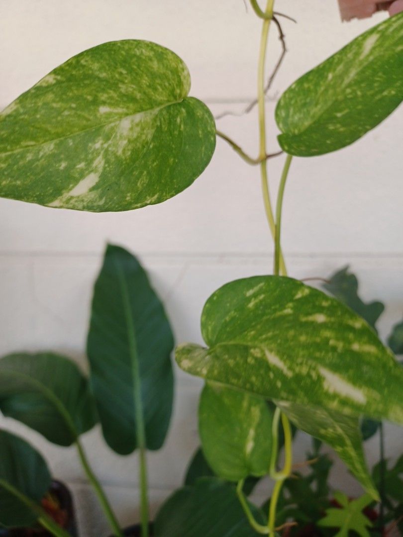 Epipremnum Pinnatum aurea, Furniture & Home Living, Gardening, Plants ...