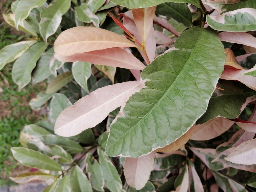 Excoecaria cochinchinensis(Chinese croton, blindness tree, buta buta ...