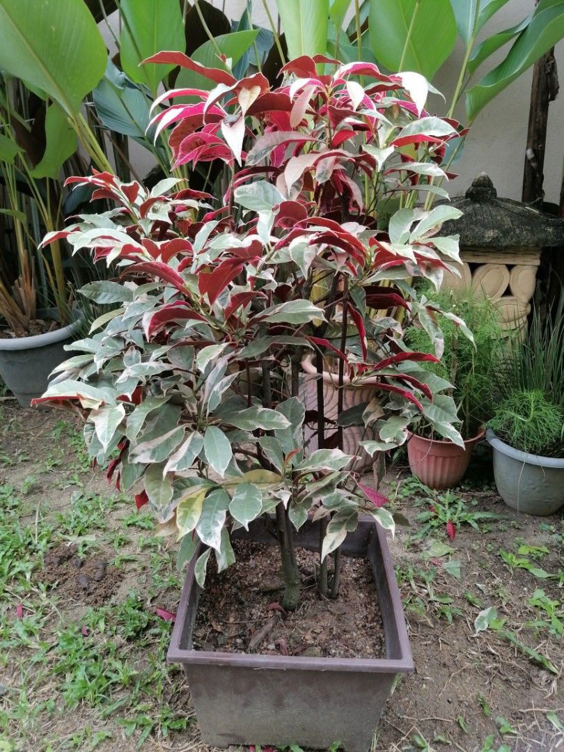 Excoecaria cochinchinensis(Chinese croton, blindness tree, buta buta ...