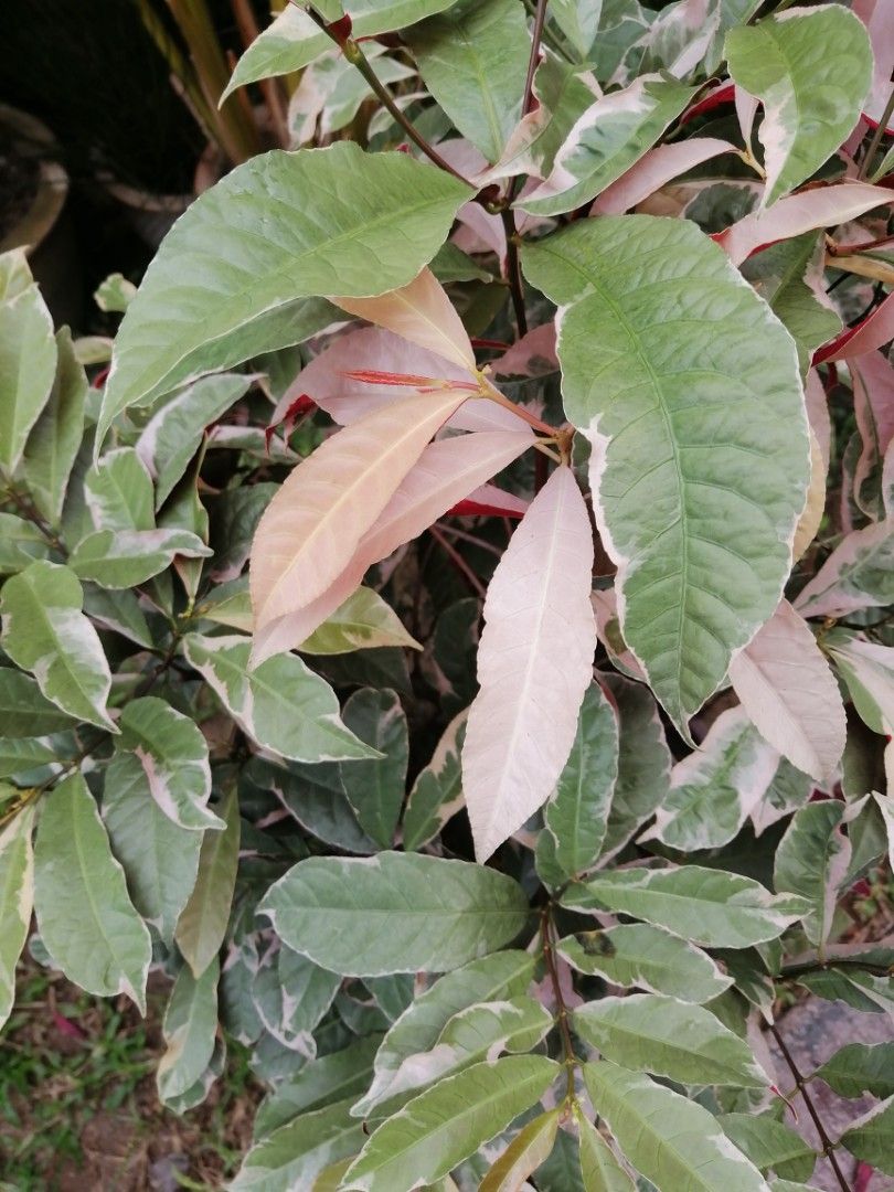 Excoecaria cochinchinensis(Chinese croton, blindness tree, buta buta ...
